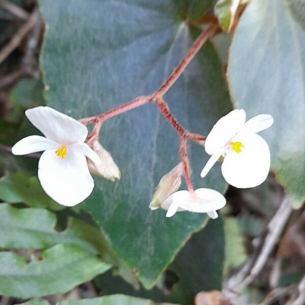 Begonia Subvillosa Plant Care & How to Grow, Water