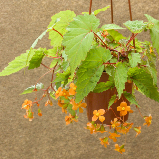Sutherland Begonia (Begonia Sutherlandii) Care Guide: Water, Soil ...