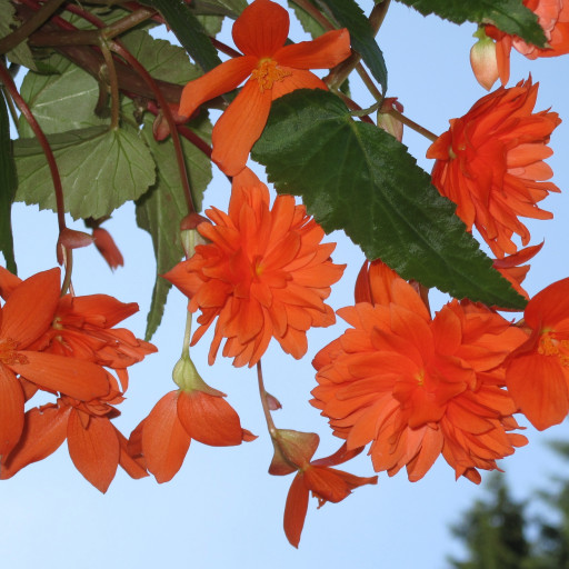 Saltwort (Batis Maritima) Plant Care & How to Grow, Water