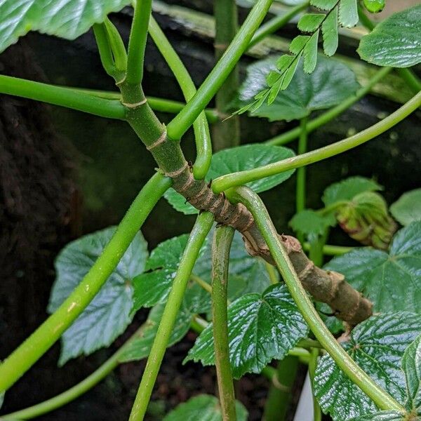 Begonia Valida Plant Care & How to Grow, Water