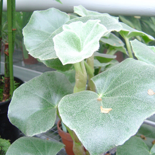 Shrub Begonia (Begonia Venosa) Plant Care & How to Grow, Water