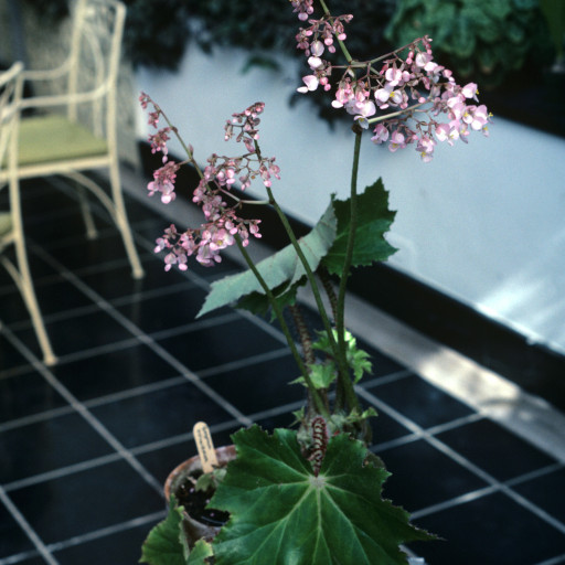 Immense Begonia (Begonia X Ricinifolia) Plant Care & How to Grow, Water