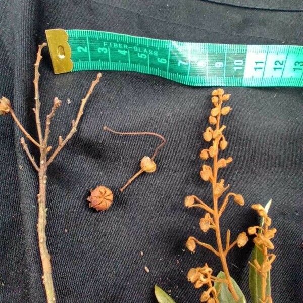 Bejaria Aestuans Plant Care & How to Grow, Water