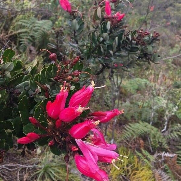 Bejaria Resinosa Plant Care & How to Grow, Water