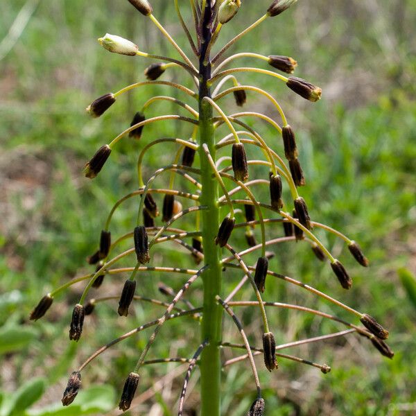Ciliate-Leaved Bellevalia (Bellevalia Ciliata) Plant Care & How to Grow ...
