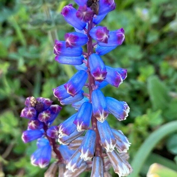 Bellevalia Dubia Plant Care & How to Grow, Water