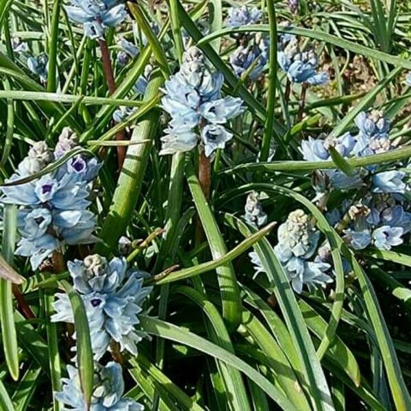 Bellevalia Hyacinthoides Plant Care & How to Grow, Water