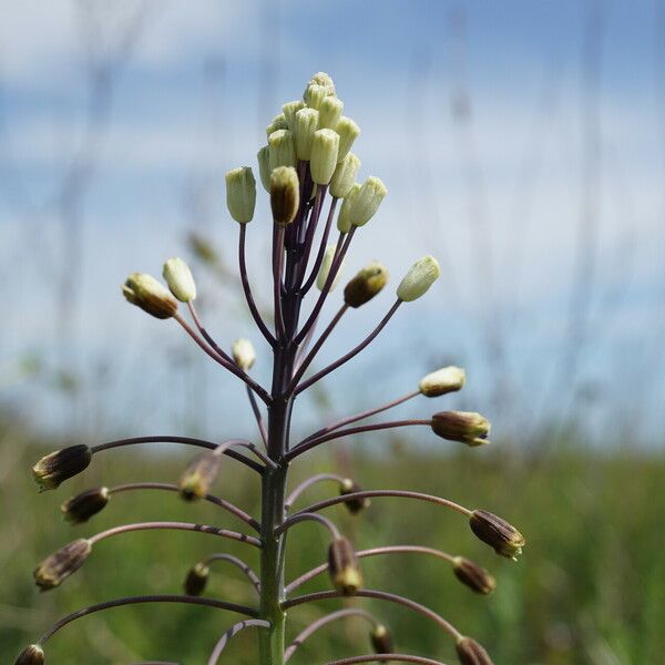 Bellevalia Speciosa Plant Care & How to Grow, Water