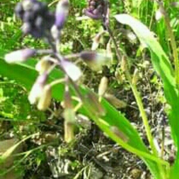 Purple Roman Squill (Bellevalia Trifoliata) Plant Care & How to Grow, Water