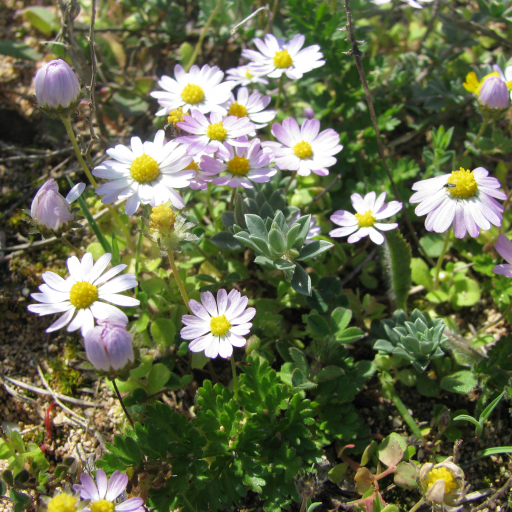 Annual Daisy (Bellis Annua) Plant Care & How to Grow, Water