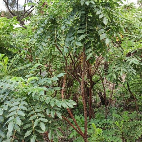 Bencomia (Bencomia Caudata) Plant Care & How to Grow, Water