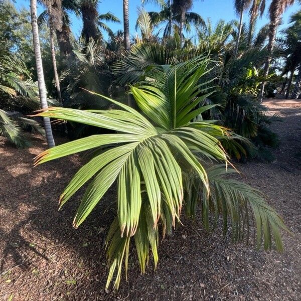 Nicobar Palm (Bentinckia Nicobarica) Care Guide: Water, Soil ...