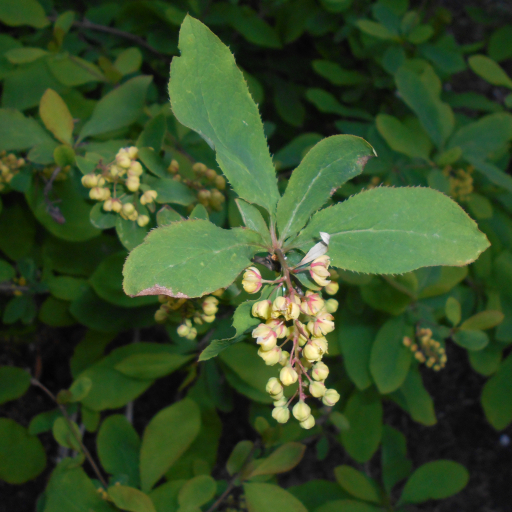 Amur Barberry (Berberis Amurensis) Care Guide: Water, Soil ...