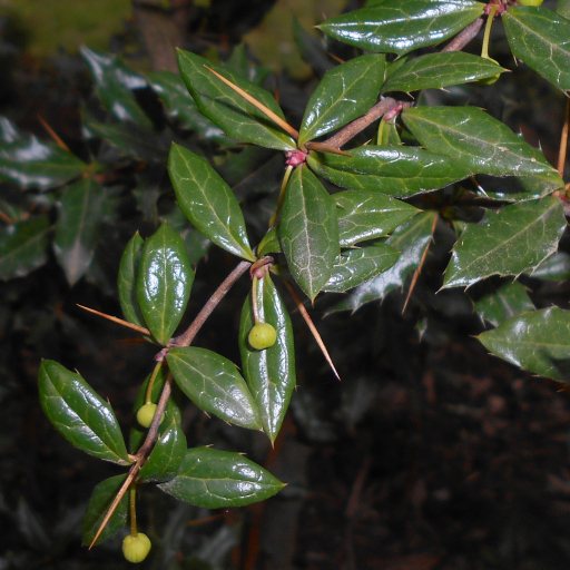 Berberis Candidula Plant Care & How to Grow, Water
