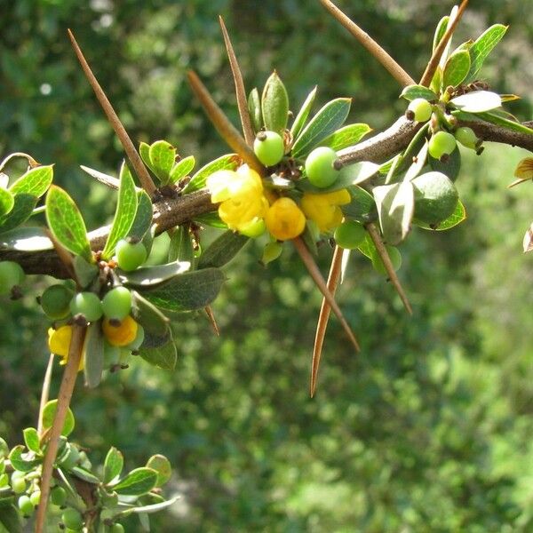 Berberis Commutata Plant Care & How to Grow, Water