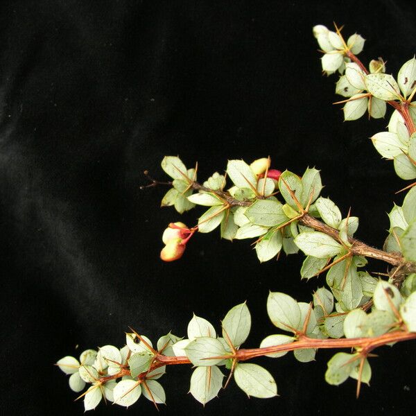 Berberis Concinna Care Guide: Water, Soil & Propagation - Plantiary