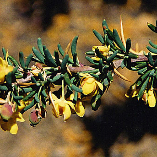 Crown Barberry (Berberis Empetrifolia) Care Guide: Water, Soil ...
