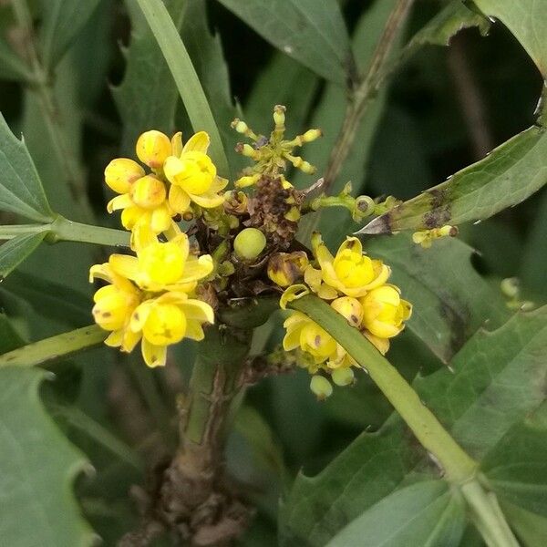 Chinese Mahonia (Berberis Fortunei) Plant Care & How to Grow, Water