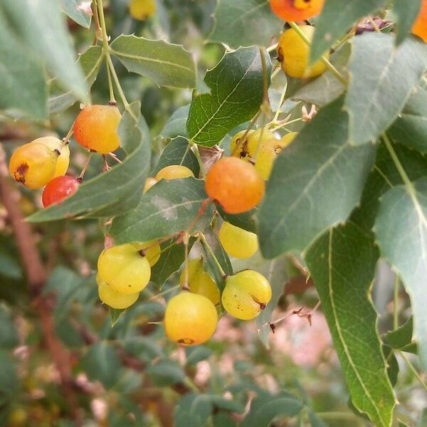 Fremont Barberry (Berberis Fremontii) Care Guide: Water, Soil ...