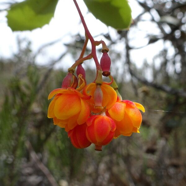 Berberis Goudotii Care Guide: Water, Soil & Propagation - Plantiary