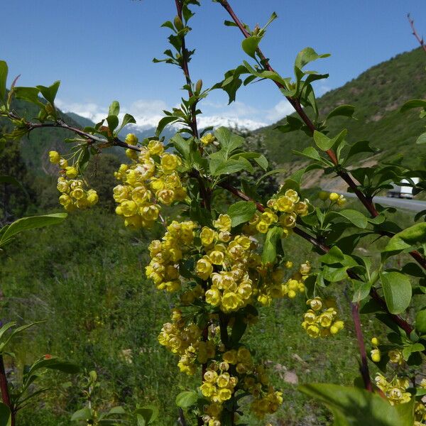 Berberis Heteropoda Plant Care & How to Grow, Water