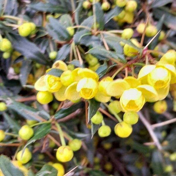 Berberis × Hybridogagnepainii Plant Care & How to Grow, Water