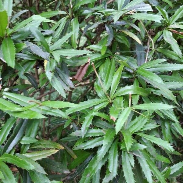 Berberis Insignis Plant Care & How to Grow, Water