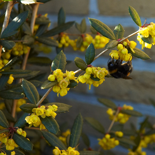 Wintergreen Barberry (Berberis Julianae) Plant Care & How to Grow, Water