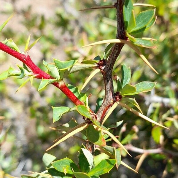 Berberis Ruscifolia Plant Care & How to Grow, Water