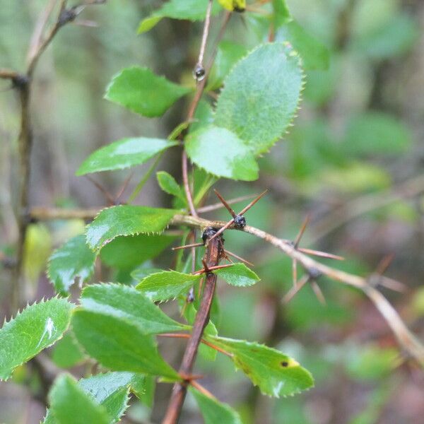 Berberis Silva-Taroucana Plant Care & How to Grow, Water