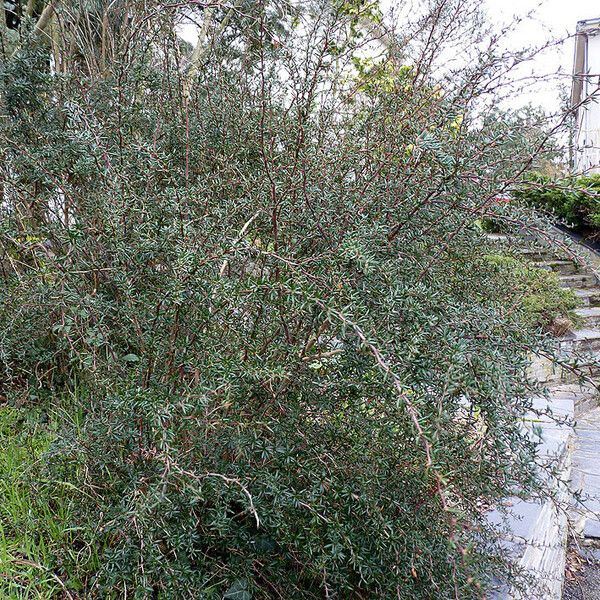 Pink-Fruited Barberry (Berberis Soulieana) Plant Care & How to Grow, Water