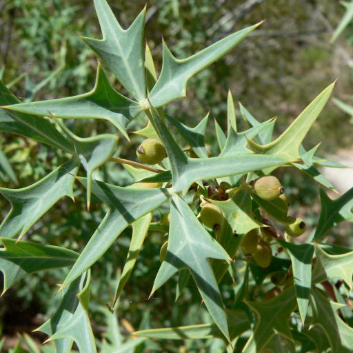 Agarito (Berberis Trifoliolata) Plant Care & How to Grow, Water