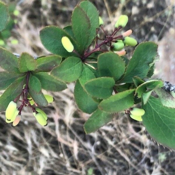 Berberis Vernae Plant Care & How to Grow, Water