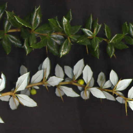 Warty Barberry (Berberis Verruculosa) Plant Care & How to Grow, Water