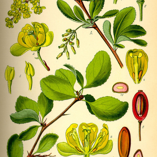 Common Barberry (Berberis Vulgaris) Care Guide: Water, Soil ...