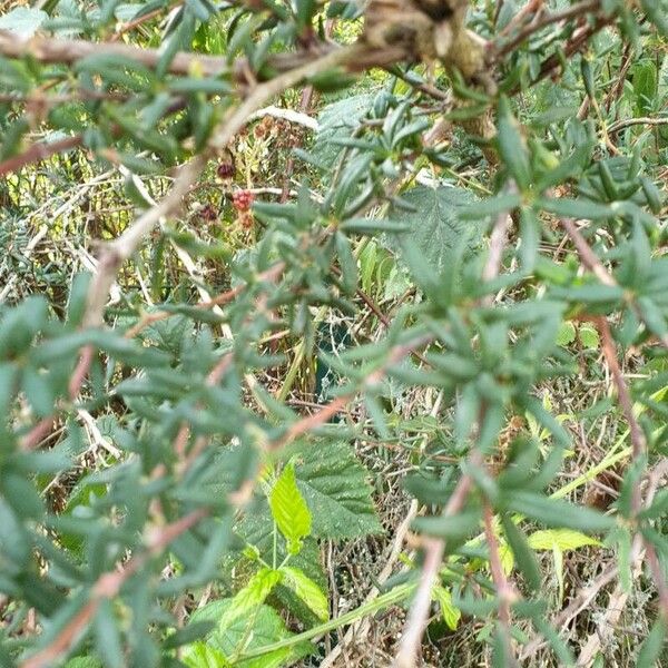 Berberis X Stenophylla Plant Care & How to Grow, Water