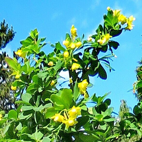 Berberis Yunnanensis Plant Care & How to Grow, Water
