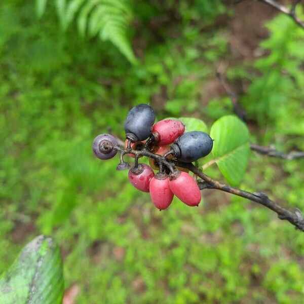 Berchemia Edgeworthii Plant Care & How to Grow, Water