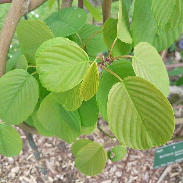 Japanese Supple-Jack (Berchemia Floribunda) Plant Care & How to Grow, Water