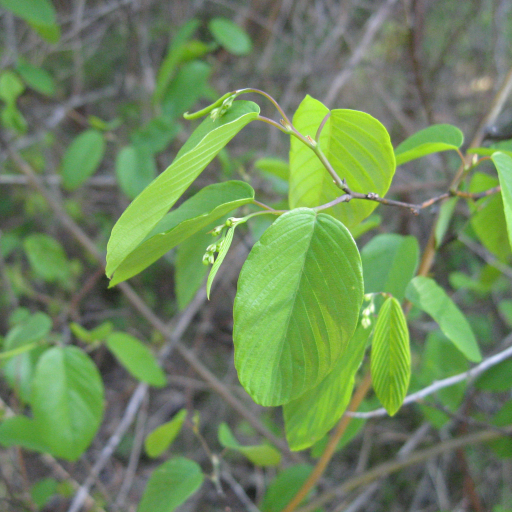 Alabama Supplejack (Berchemia Scandens) Plant Care & How to Grow, Water