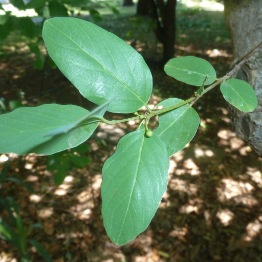 Red Ivory (Berchemia Zeyheri) Plant Care & How to Grow, Water