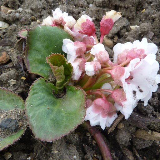 Hairy Bergenia (Bergenia Ciliata) Plant Care & How to Grow, Water