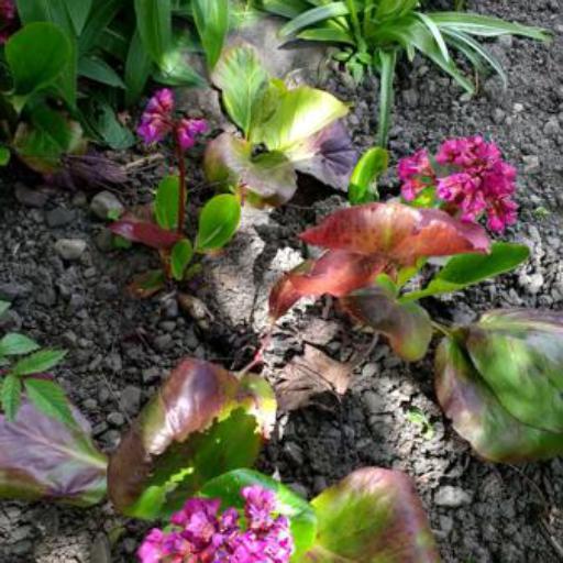 Winter Glow (Bergenia × Schmidtii) Plant Care & How to Grow, Water