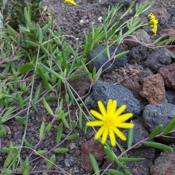 Bergeranthus (Bergeranthus Multiceps) Plant Care & How to Grow, Water