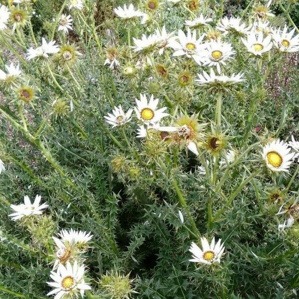 Lesotho Thistle (Berkheya Cirsiifolia) Plant Care & How to Grow, Water