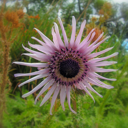 Purple Berkheya (Berkheya Purpurea) Plant Care & How to Grow, Water