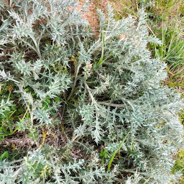 African Thistle (Berkheya Rigida) Plant Care & How to Grow, Water
