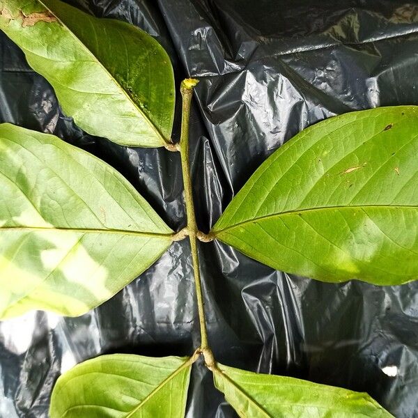 Berlinia Auriculata Plant Care & How to Grow, Water