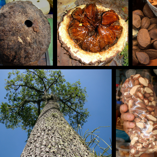 Brazil Nut (Bertholletia Excelsa) Plant Care & How to Grow, Water
