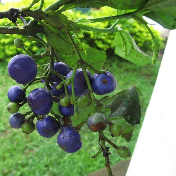 Bertiera Laxa Care Guide: Water, Soil & Propagation - Plantiary
